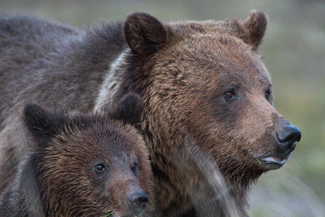 Yellowstone National Park Group Tour - The Itinerary in Depth