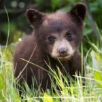 Yellowstone: Old Faithful, Waterfalls, and Wildlife Day Tour - Why This Tour Works: The Good, the Great, and the Practical