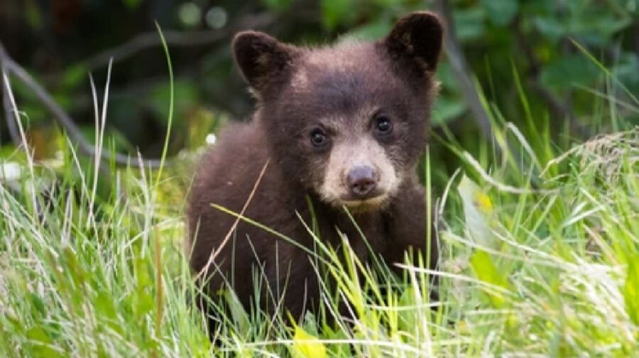 Yellowstone: Old Faithful, Waterfalls, and Wildlife Day Tour - Why This Tour Works: The Good, the Great, and the Practical