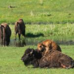 Yellowstone Wildlife Tour - The Value Proposition