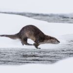 Yellowstone Winter Day Adventure - Final Thoughts