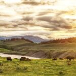 Yellowstone's Lamar Valley & Picnic With Wildlife Guide - Authenticity and Authentic Experiences