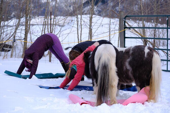 Yoga with Horses - Why This Tour is a Great Choice