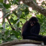 Yucatan: Coba Ruins & Punta Laguna Jungle Adventure - What’s Included and What’s Not