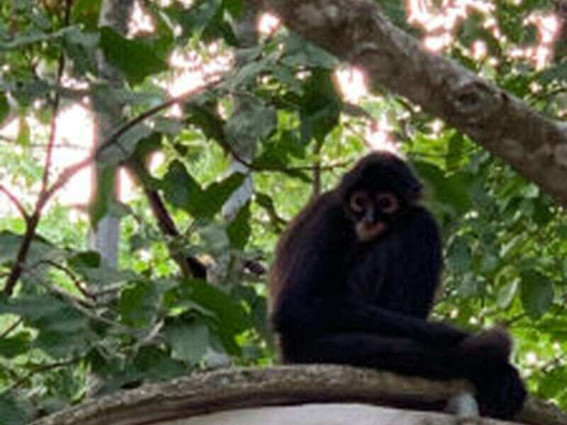 Yucatan: Coba Ruins & Punta Laguna Jungle Adventure - What’s Included and What’s Not