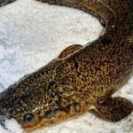 Yukon Icefishing and Aurora Viewing Combo Trip - Who Is This Tour Best For?