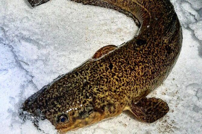 Yukon Icefishing and Aurora Viewing Combo Trip - Who Is This Tour Best For?
