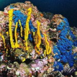Zihuatanejo: Moonlit Dive at Las Gatas - What to Expect