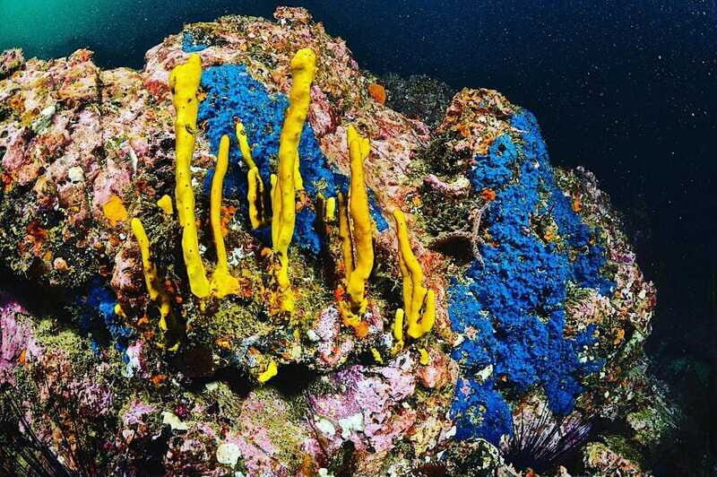 Zihuatanejo: Moonlit Dive at Las Gatas - What to Expect