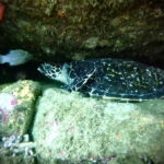 Zihuatanejo: Snorkeling in Manzanillo and Las Gatas - Exploring the Tour Itinerary