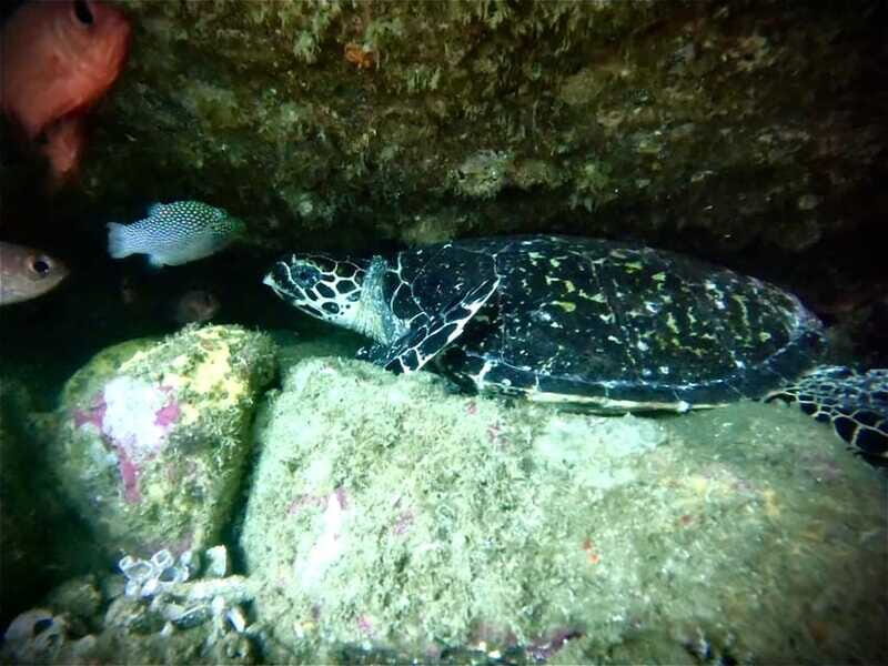 Zihuatanejo: Snorkeling in Manzanillo and Las Gatas - Exploring the Tour Itinerary