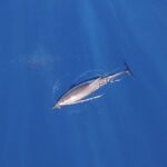 Zodiac Whale Watching Adventure - Incl FREE photos - Final Thoughts