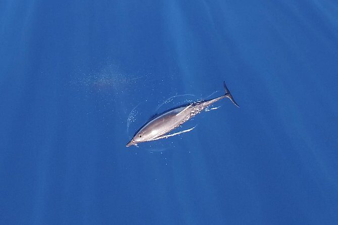 Zodiac Whale Watching Adventure - Incl FREE photos - Final Thoughts