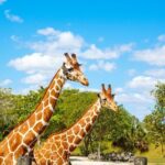 Zoo Miami Ticket with Optional Upgrade - Key Points