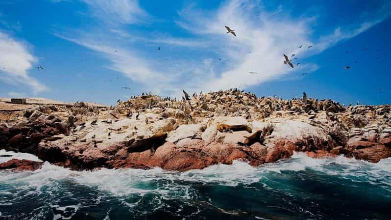 1-Day Tour to Ballestas and the Paracas National Reserve - What to Expect During Your Day
