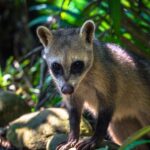 4 Days Manu Rainforest Tour - The Itinerary in Detail