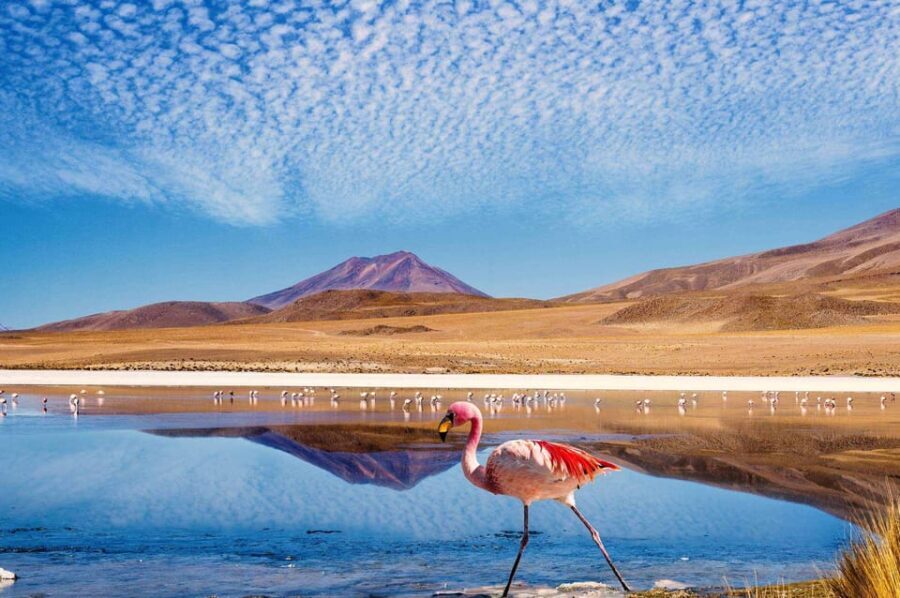 4D/3N SAN PEDRO DE ATACAMA-UYUNI (ROUND TRIP) SHARED SERVICE - What Makes This Tour Stand Out?