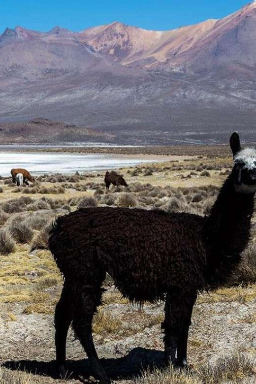8-Hour Tour in Arequipa Laguna de Salinas with Pickup - Whats Included and Whats Not