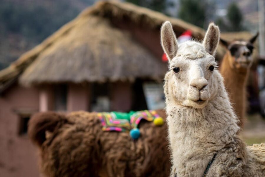Alpaca therapy and artisanal creativity - What To Expect on the Tour