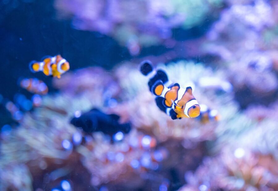 AquaRio and Olympic Boulevard Small Group Tour - Urban Art on Olympic Boulevard: A Vibrant Contradiction