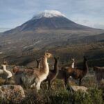 Arequipa: Full Day Colca Canyon Tour with transfer to Puno - The Route and Scenic Stops