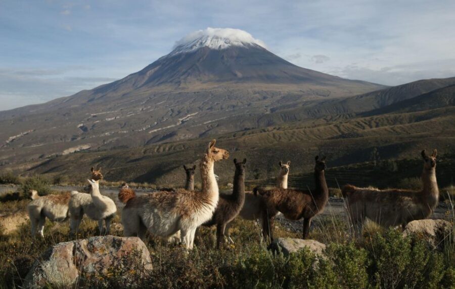 Arequipa: Full Day Colca Canyon Tour with transfer to Puno - The Route and Scenic Stops
