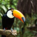 Argentinian Iguazu Falls Full Day Tour - What’s Included and What’s Not