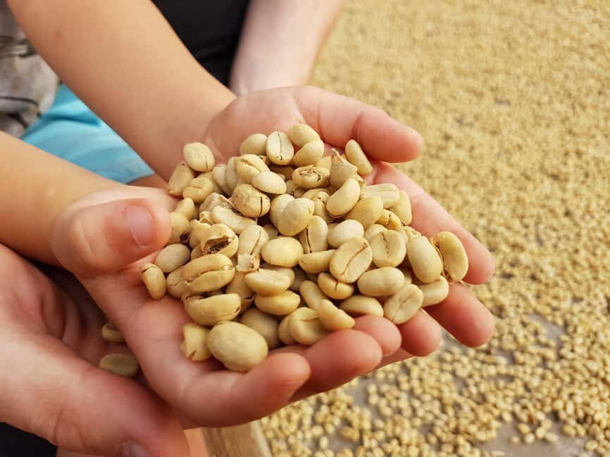 Armenia, Quindío: Traditional coffee farm tour with roasting and transportation - FAQs