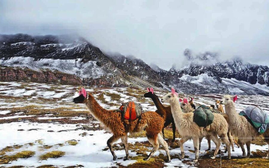 Arrive before the crowd to the Mountain in private service - Why This Tour Stands Out