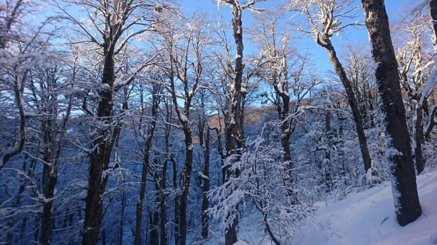 Ascent to Quetrupillán volcano 2370masl, from Pucón - How Does It Compare to Other Volcano Tours?