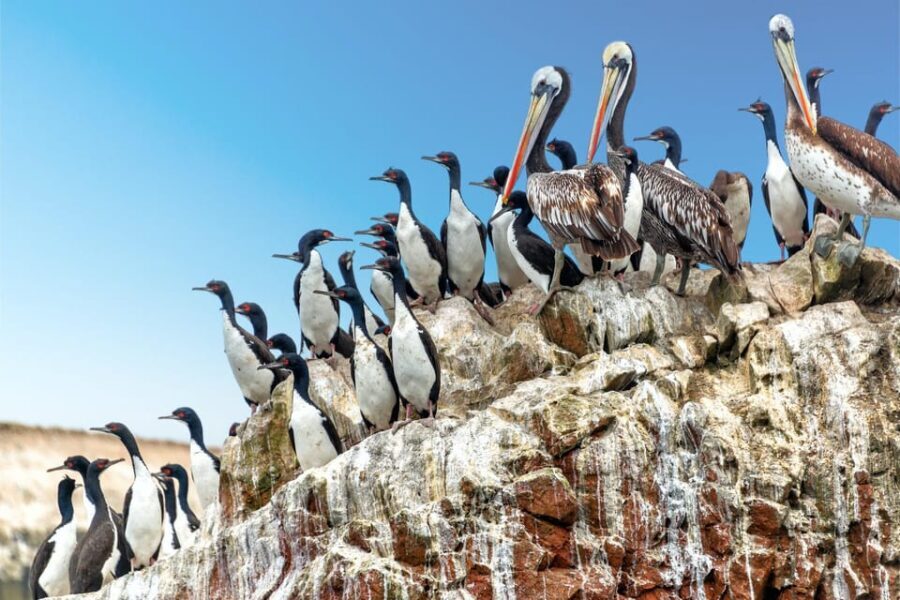Ballestas Islands Tour - What to Expect on the Day