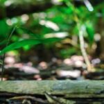 Belém: Half-Day Furos Boat Tour & Riverside Community Visit - Who Will Appreciate This Tour?