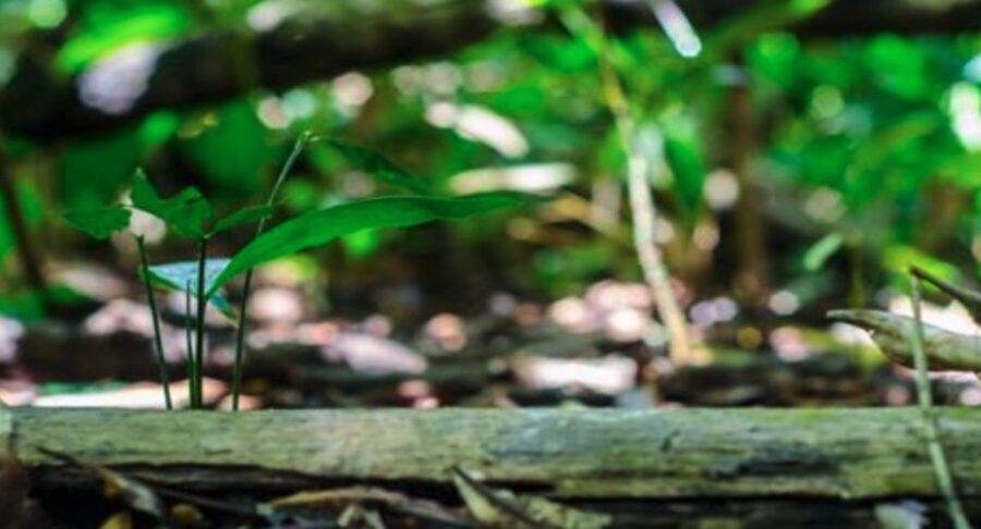 Belém: Half-Day Furos Boat Tour & Riverside Community Visit - Who Will Appreciate This Tour?