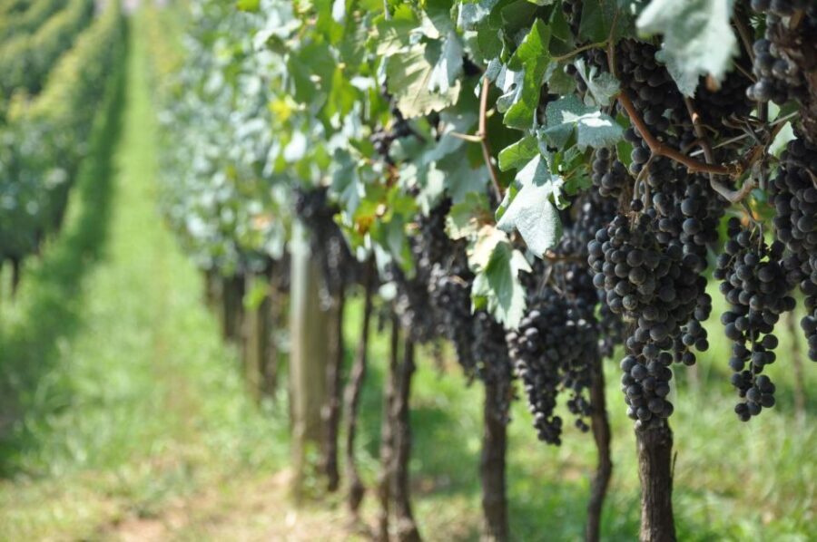 Bento: DayTour Privado Vale Vinhedos saindo de Porto Alegre - Who Will Love This Tour?