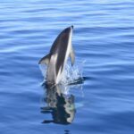 Best Tour to Peninsula Valdes - Practical Tips for Travelers