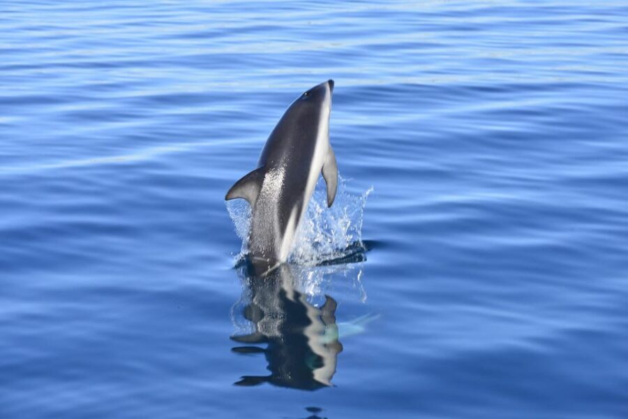 Best Tour to Peninsula Valdes - Practical Tips for Travelers