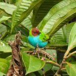 Bird watching ALL included - From Medellín - Discovering San Rafael’s Birdlife