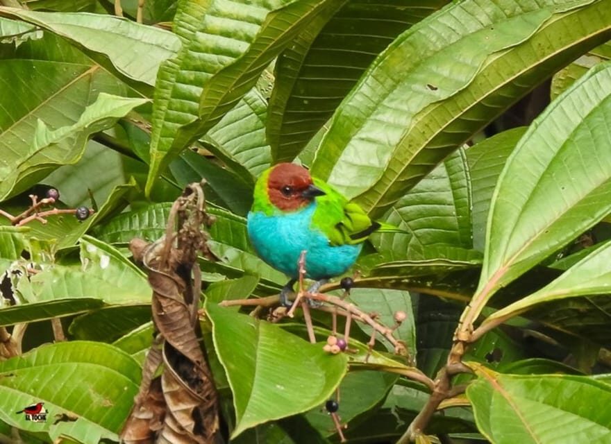Bird watching ALL included - From Medellín - Discovering San Rafael’s Birdlife