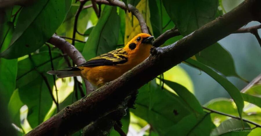 Birding Medellin with expert bird-watcher (Private) - An In-Depth Look at the Tour Experience