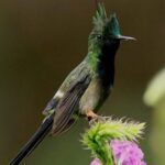 Birdwatching in Huacarpay Lake - What to Expect on the Birdwatching Tour