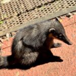 Brazilian Falls & Macuco Safari: transfer with ticket - Summary of the Experience