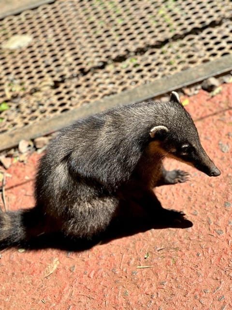 Brazilian Falls & Macuco Safari: transfer with ticket - Summary of the Experience