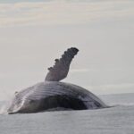Buenaventura: Whale Watching Trip with Overnight Stay - Exploring the Journey: What to Expect