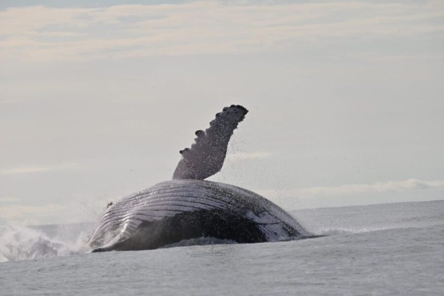 Buenaventura: Whale Watching Trip with Overnight Stay - Exploring the Journey: What to Expect