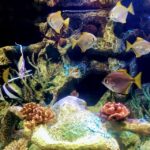 Buenos Aires: Bioparque Temaiken with Transfers - The Practical Side of the Tour