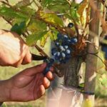 Buenos Aires: Wine Tasting and Lunch at Bodega Gamboa - Transport, Duration, and Cost