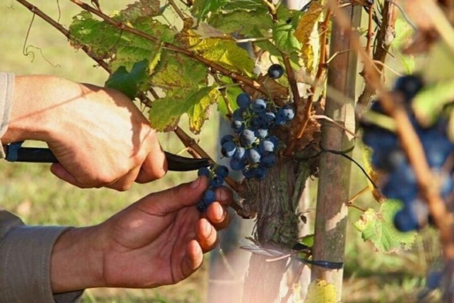 Buenos Aires: Wine Tasting and Lunch at Bodega Gamboa - Transport, Duration, and Cost