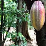 Cacao Experience Tour - Exploring the Tour Itinerary in Detail
