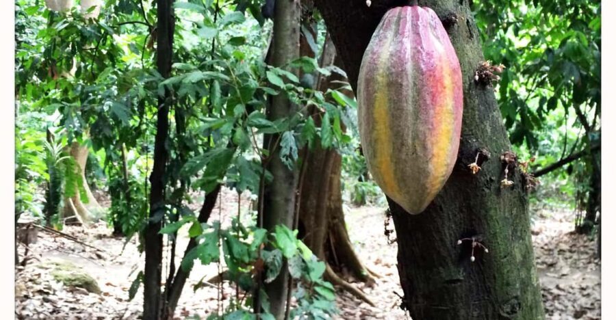 Cacao Experience Tour - Exploring the Tour Itinerary in Detail