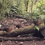 Cali: Bird Watching in The San Antonio Fog Forest - The Experience, From a Traveler’s Perspective